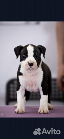 Стаффордширский терьер