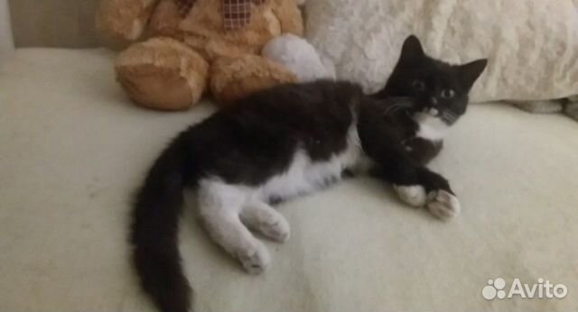 Кошечка, 6 мес