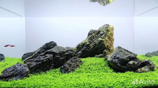 Набор аквариумных растений