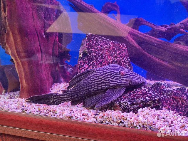 Аквариумный рыбки