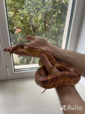 Маисовый полоз