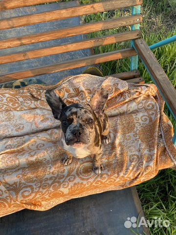 Французский бульдог мерле