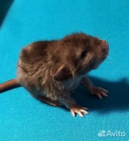 Крысята дамбо long от ratlove13.85