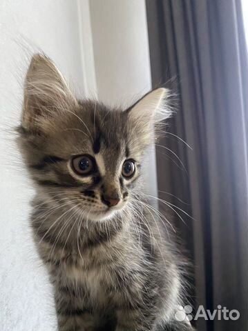 Сибирские котята