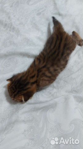 Курильский бобтейл бесплатно