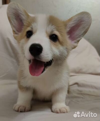 Вельш-корги пемброк мальчик