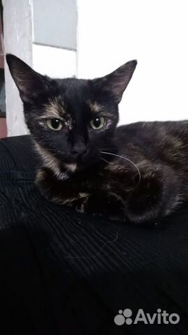 Кошка Муся ищет дом