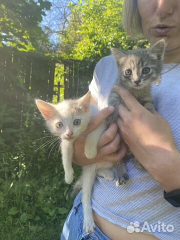 Котятам очень нужен дом