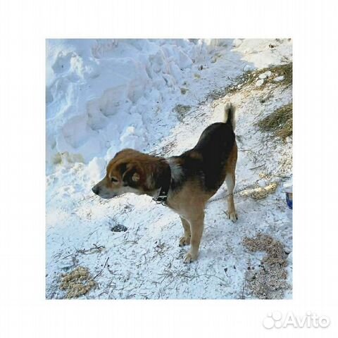 Собака кобель 7 лет