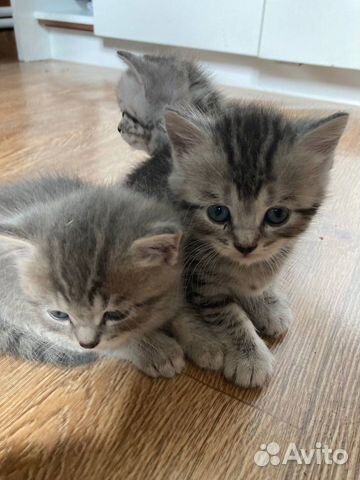 Котята британские