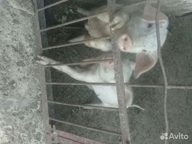 Свинка и кабанчик ландрас