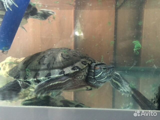 Черепахи пара