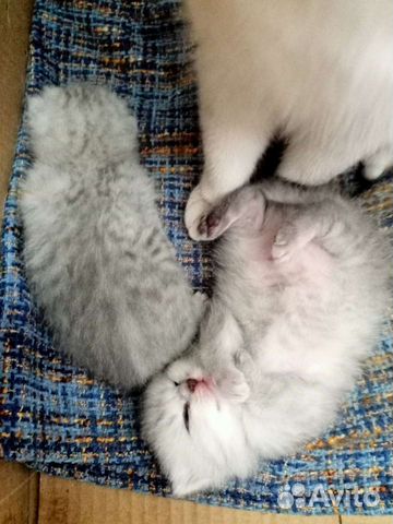Британские котята серебристая шиншилла