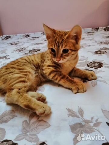 Привитый Рыжик ищет дом