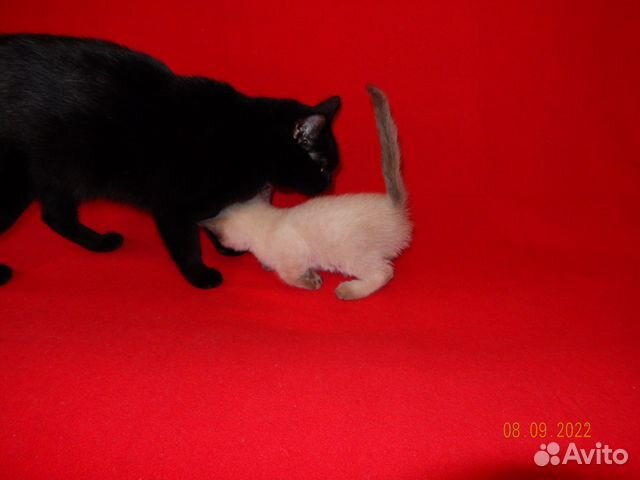 Котята Домашние