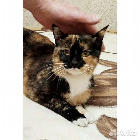 Котенок трехцветная девочка 7 месяцев