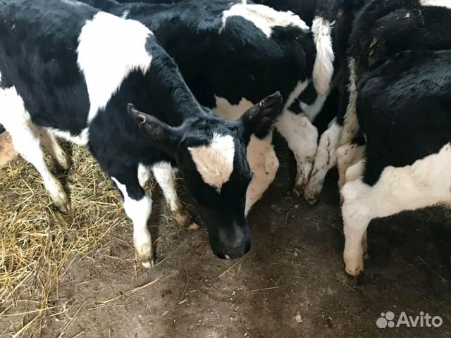 Быки 1 месяц