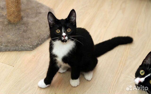 Кошка Шелли 3,5 мес