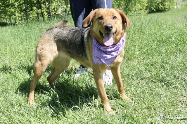 Ты берешь породистого, а она умирает