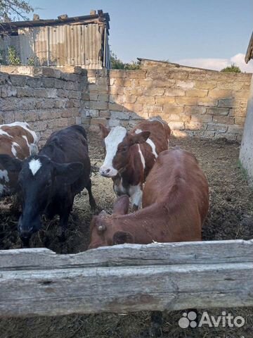 Продам телочек