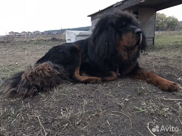 Тибетский мастиф