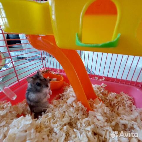 Джунгарский хомяк