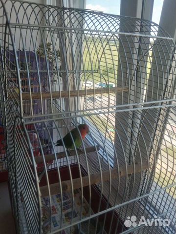 Попугай неразлучник