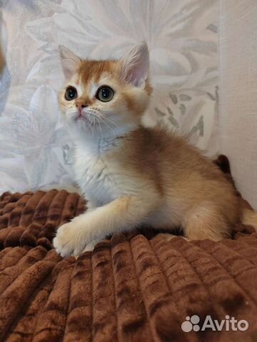 Британская золотая девочка