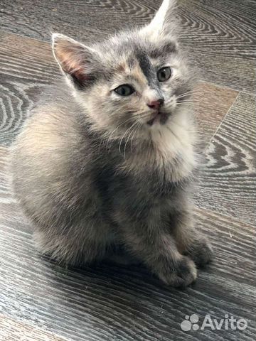 Котята в добрые руки бесплатно