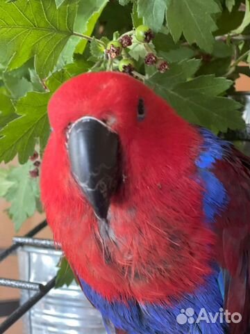 Самка эклектуса (благородный попугай)