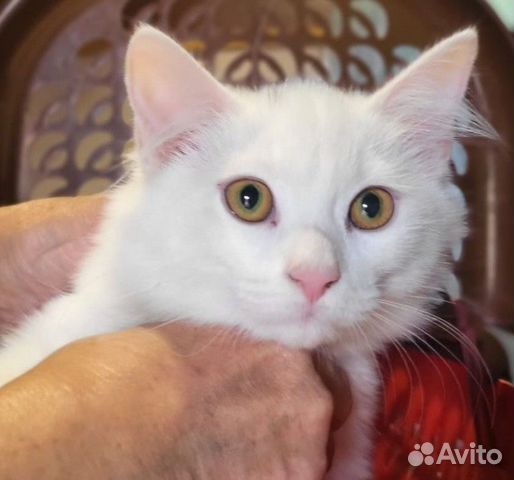 Котёнок Кент из помёта Коники