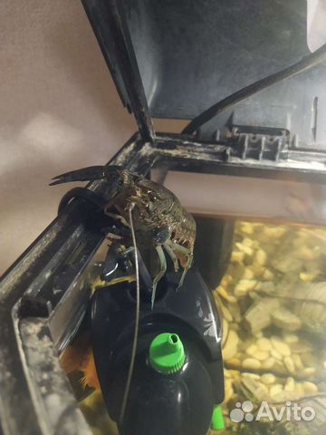 Мраморный рак