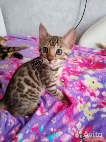 Продаются чистокровные бенгальские котята