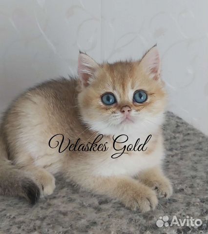 Кошки