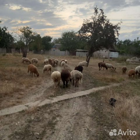 Овцы