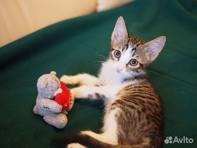 Тигренок в дар