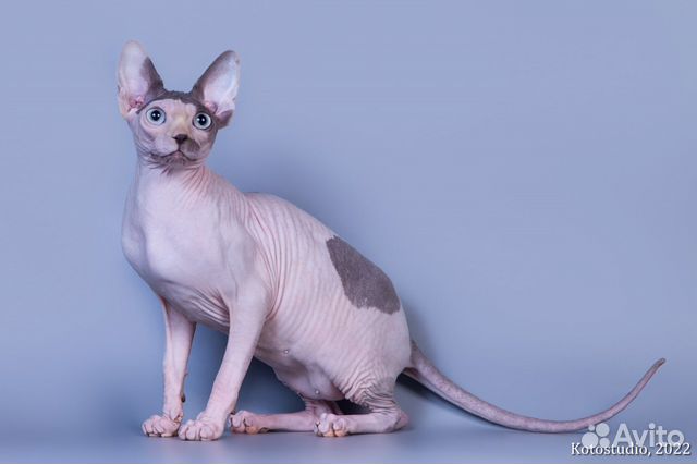 Канадский сфинкс молодой кот