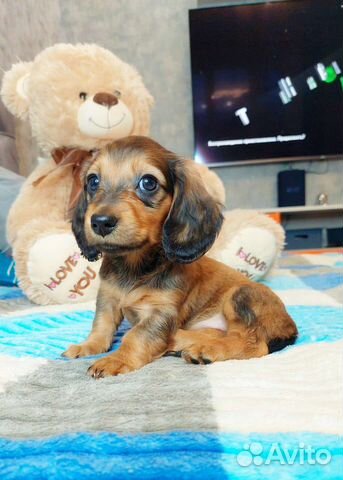 Карликовая такса