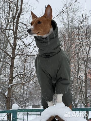 Собака басенджи