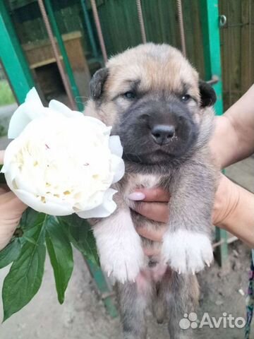 Щенки охранной собаки в добрые руки