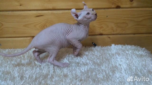 Канадский сфинкс эльф