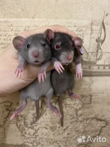 Крысята дамбо мальчики 1 месяц
