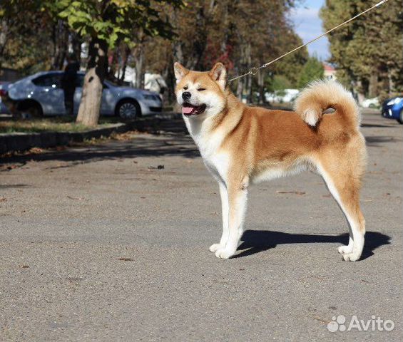 Щенок Акита ину