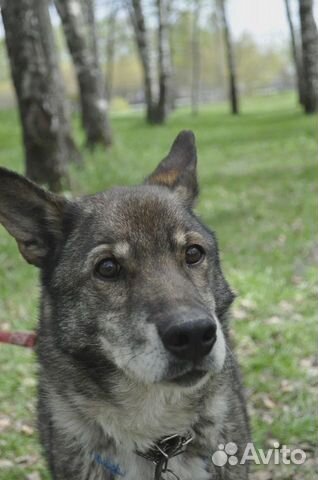 Веня страдает в приюте