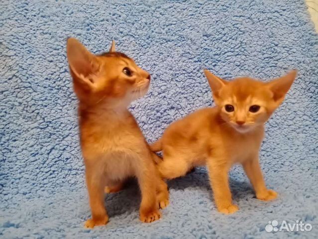 Абиссинские котята классика