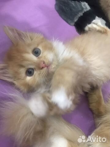 Котенок