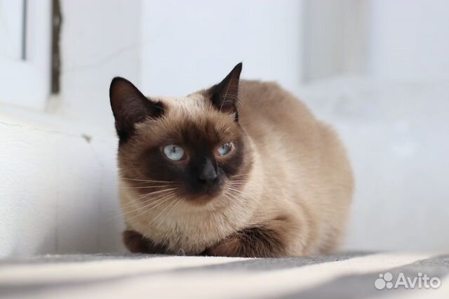 Голубоглазая кошка