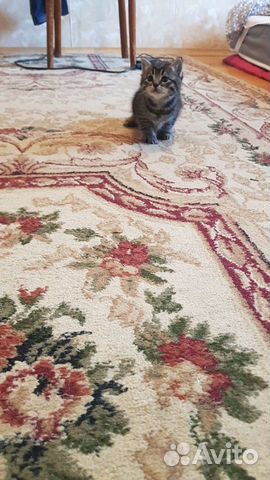 Пушистые Котята в добрые руки,возраст 1 месяц)