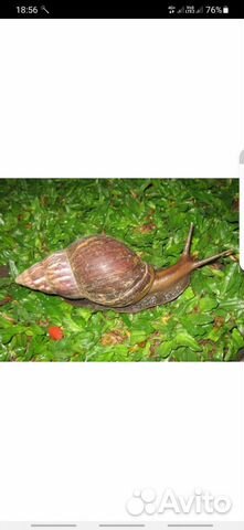Улитки ахатины