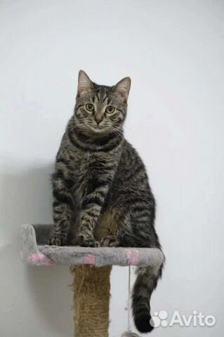 Пуговка, кошечка